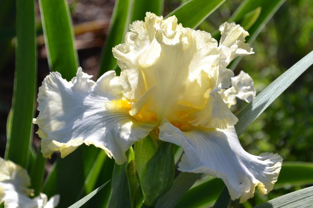 Photo of the bloom of Tall Bearded Iris (Iris 'Lemon Frappucino ...