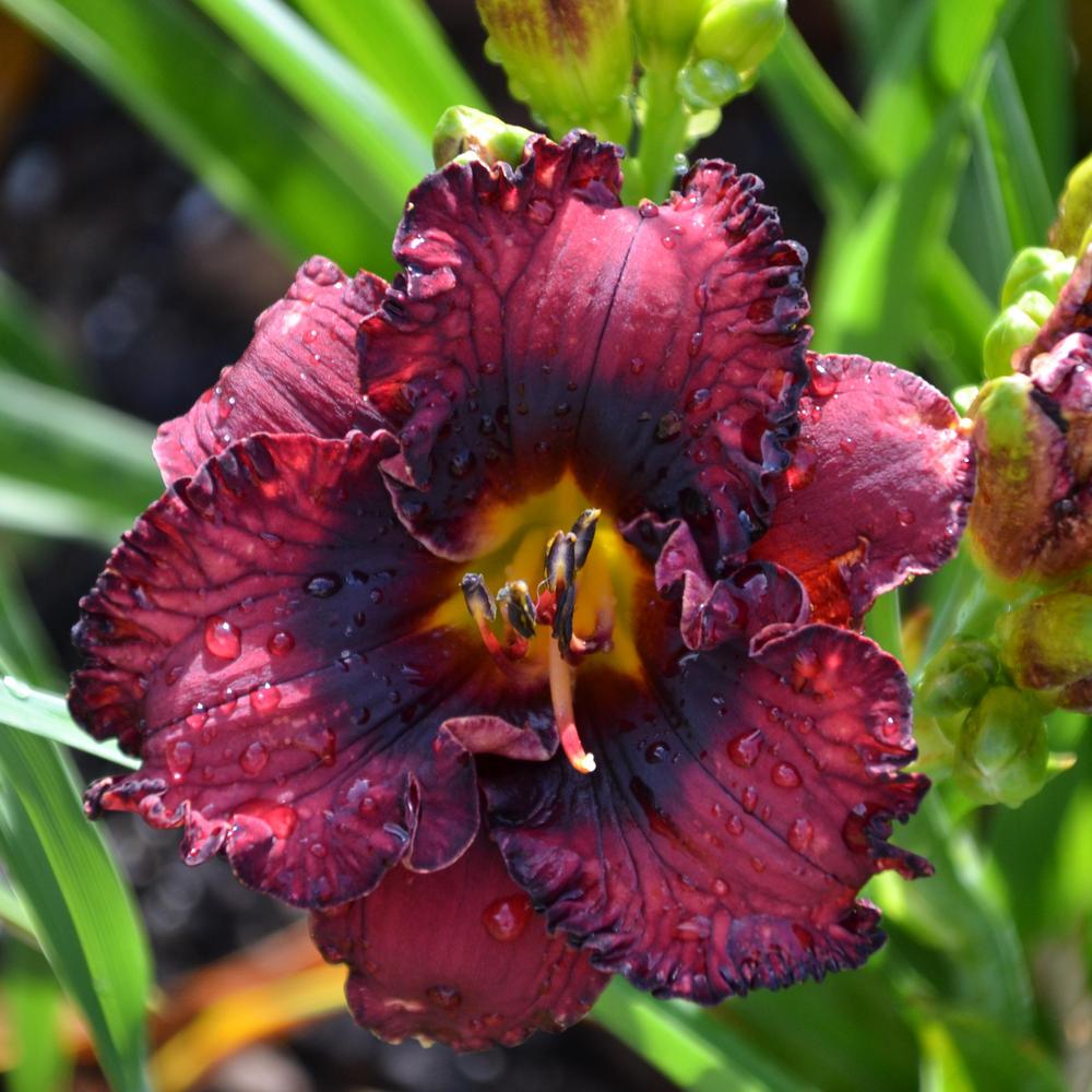 Photo of the bloom of Daylily (Hemerocallis 'Raisinettes') posted by ...