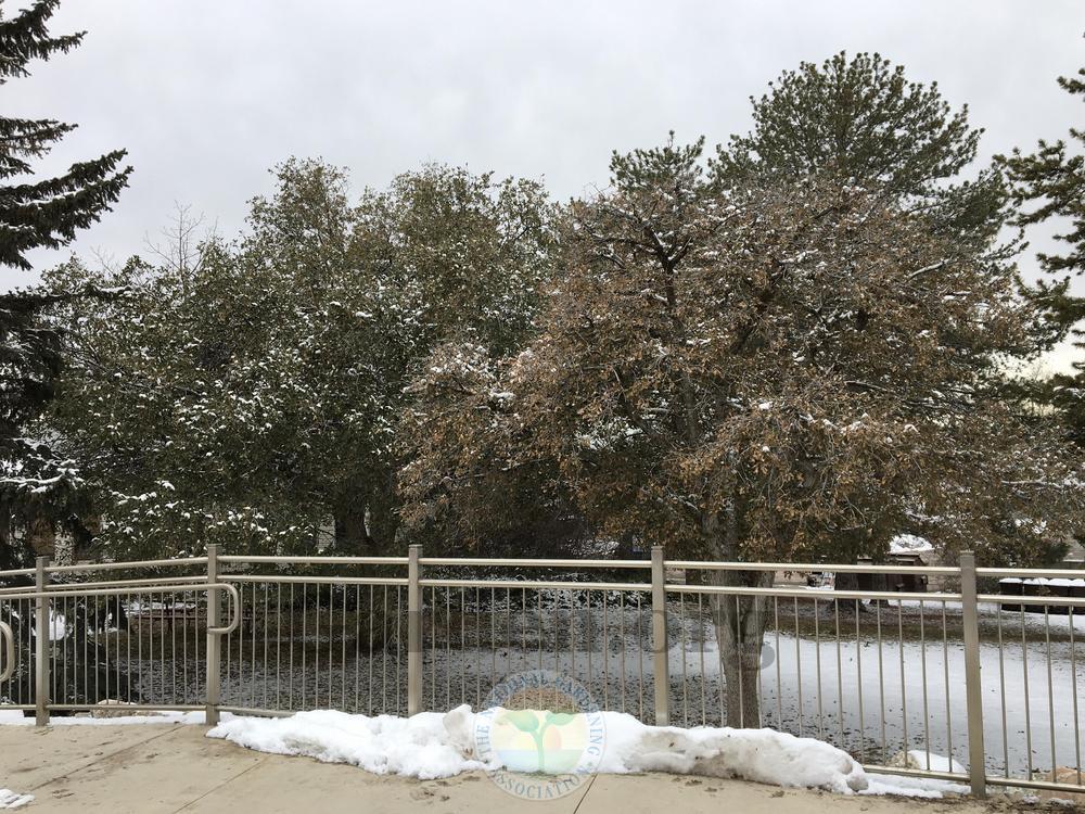 Photo of the winter interest of Wavyleaf Oak (Quercus x undulata ...