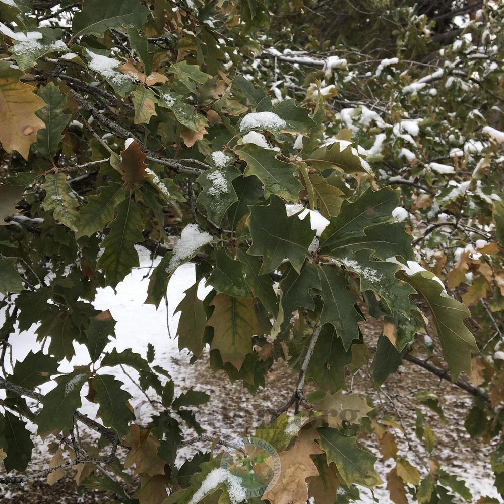 Photo of the winter interest of Wavyleaf Oak (Quercus x undulata ...