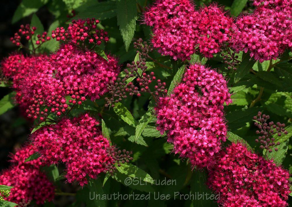 Photo of the bloom of Japanese Spirea (Spiraea japonica 'Neon Flash ...