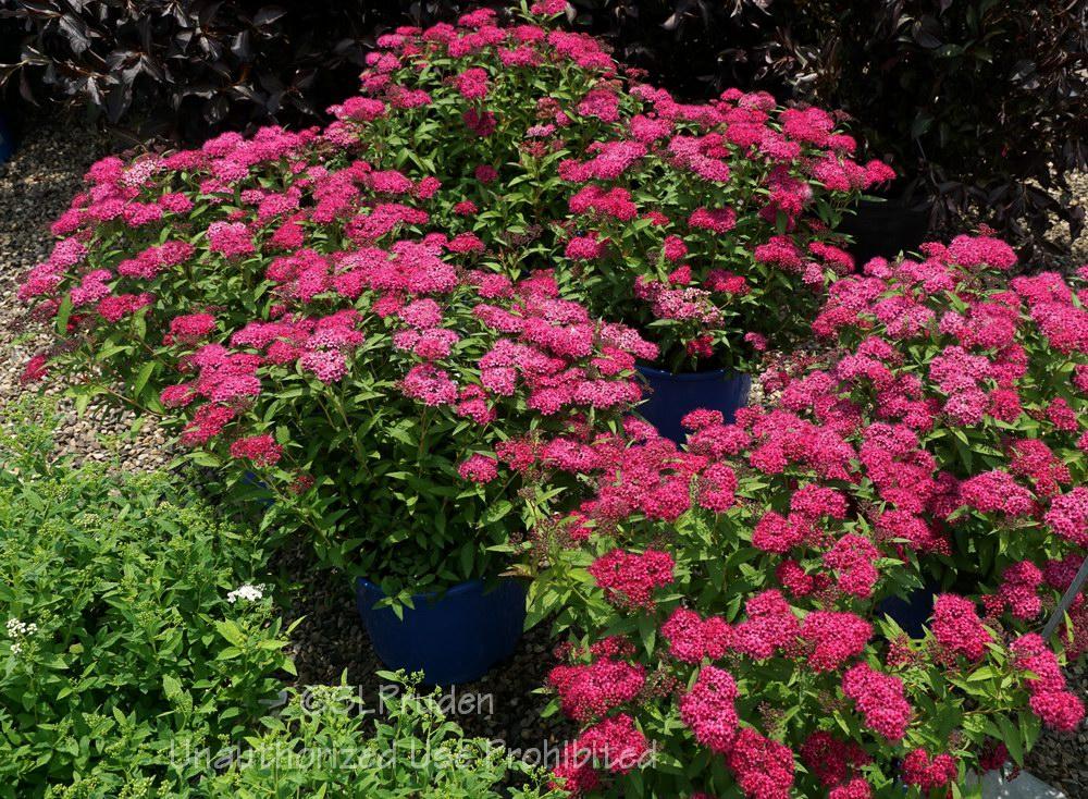 Photo of the entire plant of Japanese Spirea (Spiraea japonica 'Neon ...