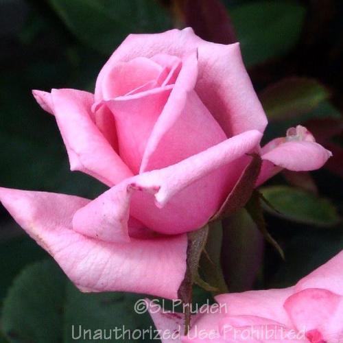 Rose (Rosa 'Gene Boerner') in the Roses Database - Garden.org