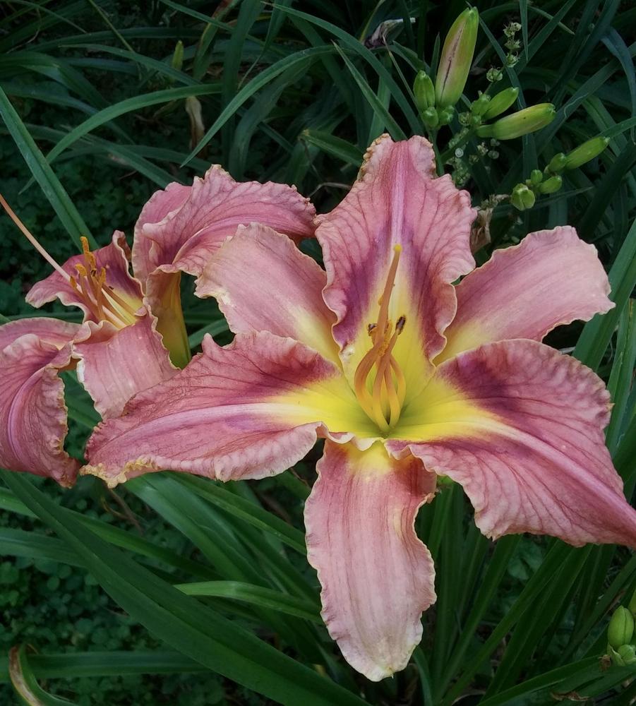 Daylily (Hemerocallis 'Arrowhead Star') in the Daylilies Database - Garden.org