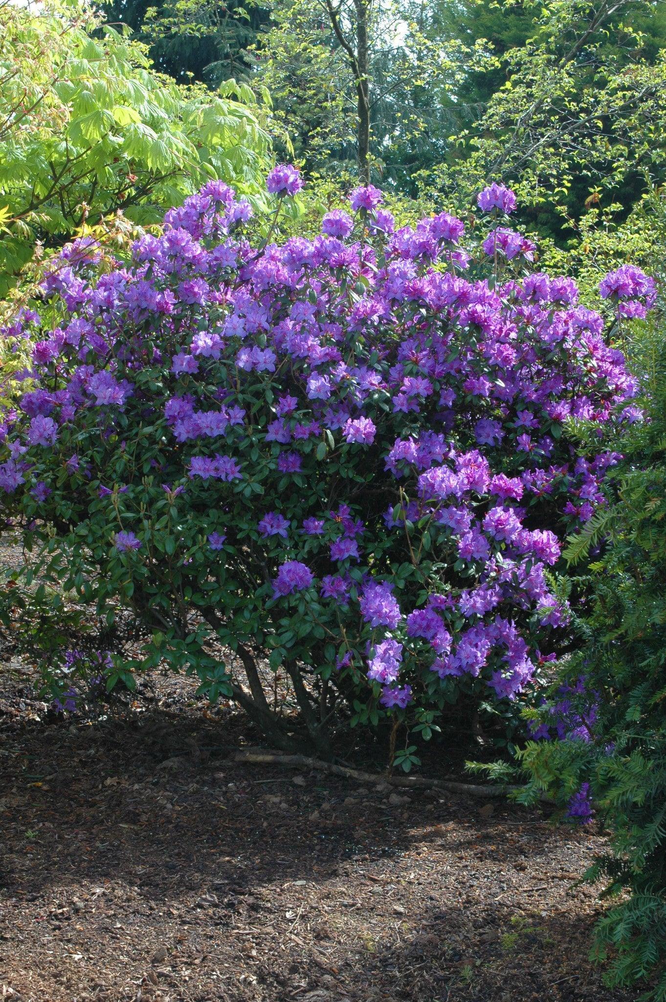 Photo of the entire plant of Azalea (Rhododendron 'Blaney's Blue ...