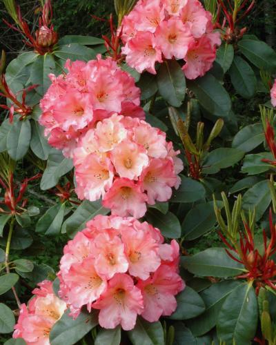 Photo of the entire plant of Rhododendron 'Elegant Dancer' posted by ...