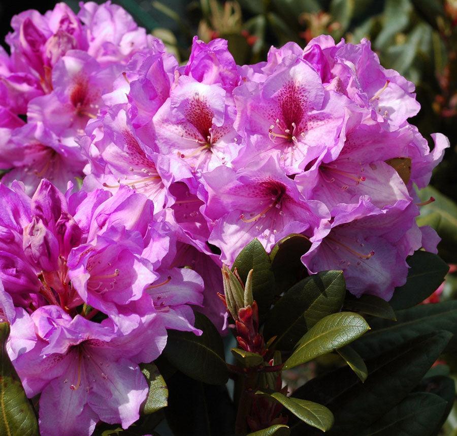 Photo of the bloom of Rhododendron 'Lavender Princess' posted by Joy ...