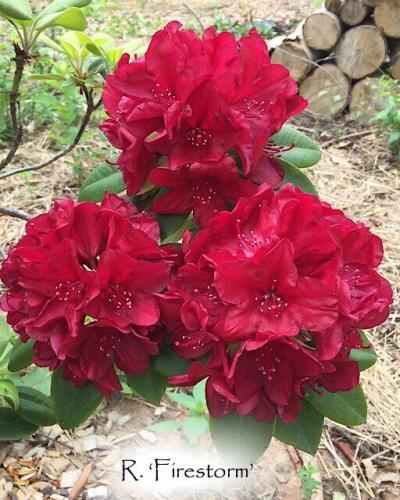 Photo of the bloom of Rhododendron 'Firestorm' posted by Joy - Garden.org