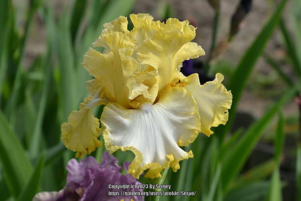 Photo of the bloom of Tall Bearded Iris (Iris 'Sunny Slope') posted by ...