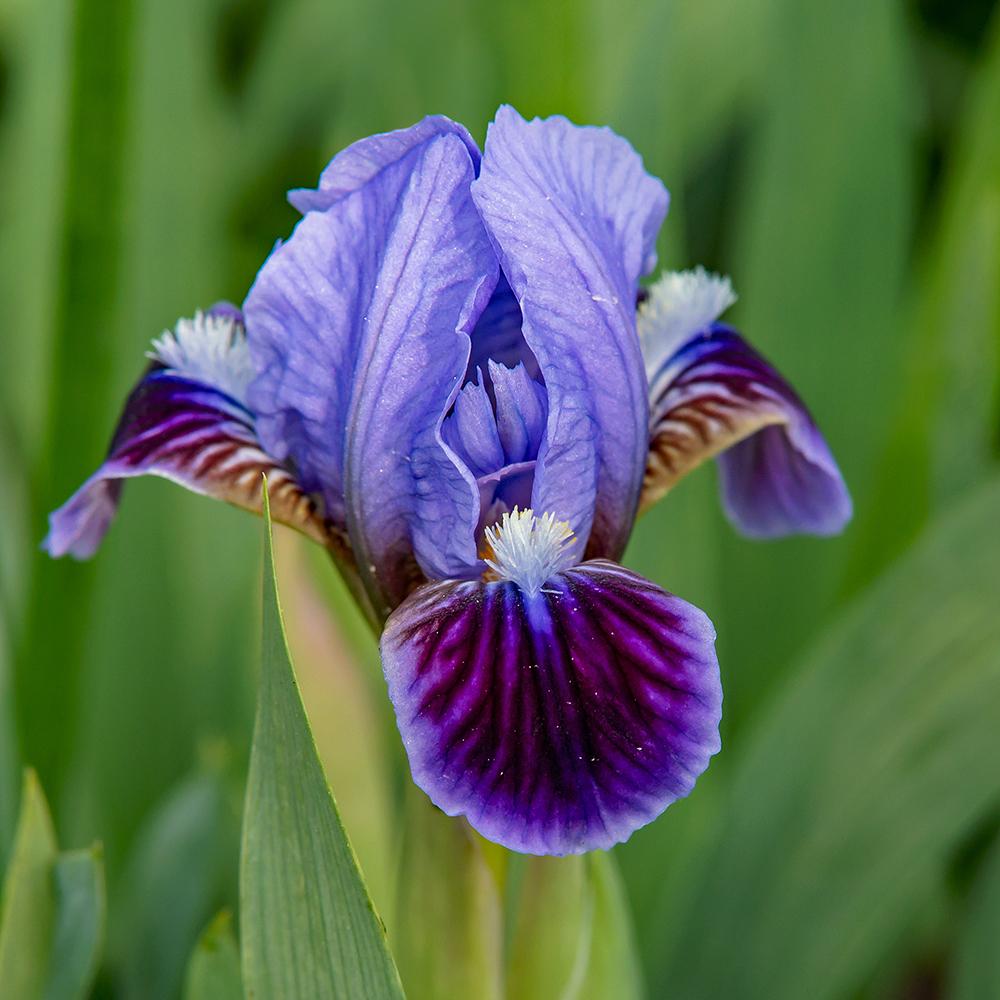 Photo of the bloom of Miniature Dwarf Bearded Iris (Iris 'Kayla's Song ...