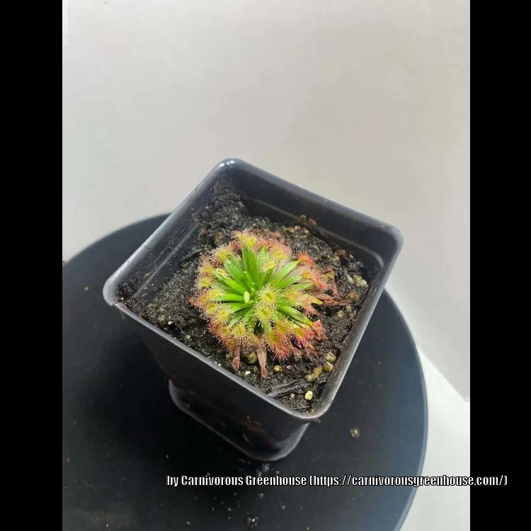 Photo of the entire plant of Sundew (Drosera fulva) posted by sedumzz ...