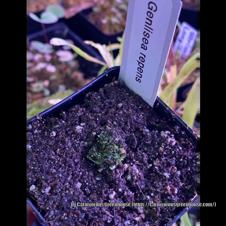 Photo of the entire plant of Corkscrew Plant (Genlisea repens) posted ...