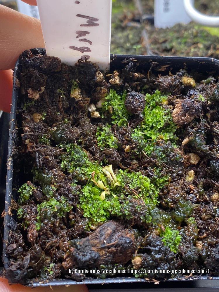 Photo of the entire plant of Corkscrew Plant (Genlisea margaretae ...