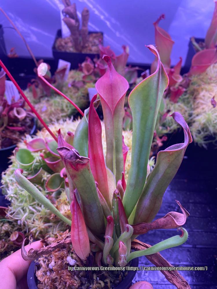 Photo of the entire plant of Sun Pitcher (Heliamphora tatei var ...