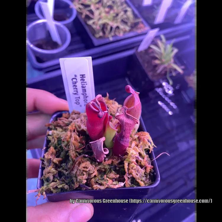 Photo of the seedling or young plant of Sun Pitcher (Heliamphora ...