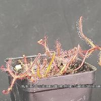 Photo of the entire plant of Forked-Leaf Sundew (Drosera binata ...