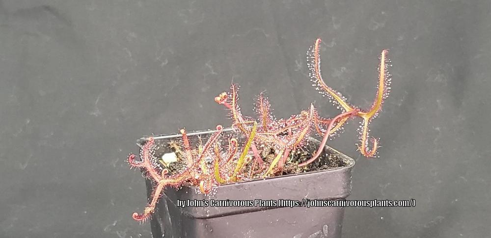 Photo of the entire plant of Forked-Leaf Sundew (Drosera binata ...