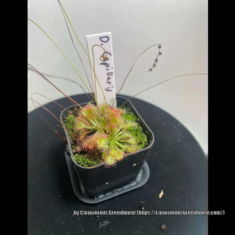 Photo of the entire plant of Pink Sundew (Drosera capillaris) posted by ...