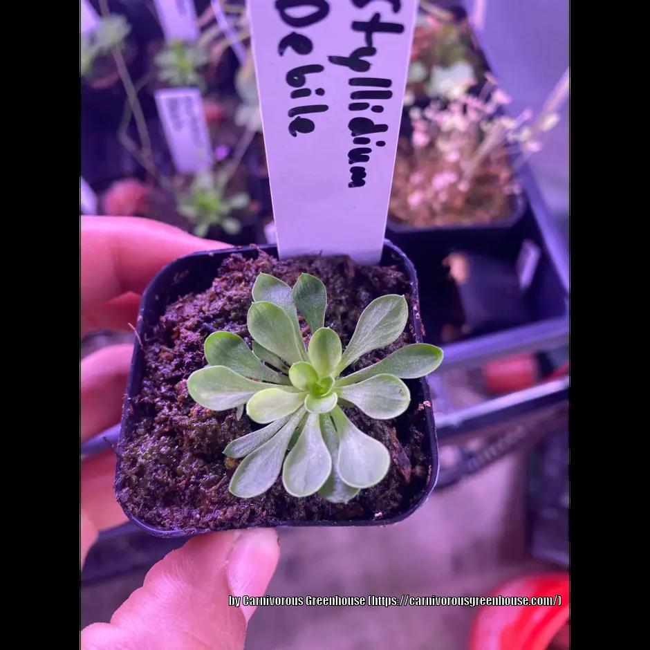 Photo of the entire plant of Frail Triggerplant (Stylidium debile ...