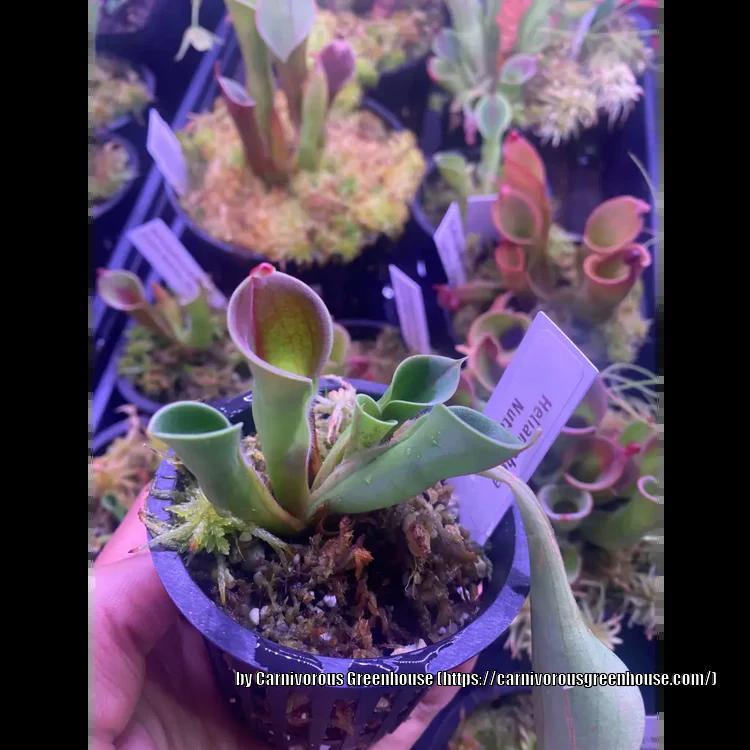 Photo of the entire plant of Sun Pitcher (Heliamphora nutans) posted by ...