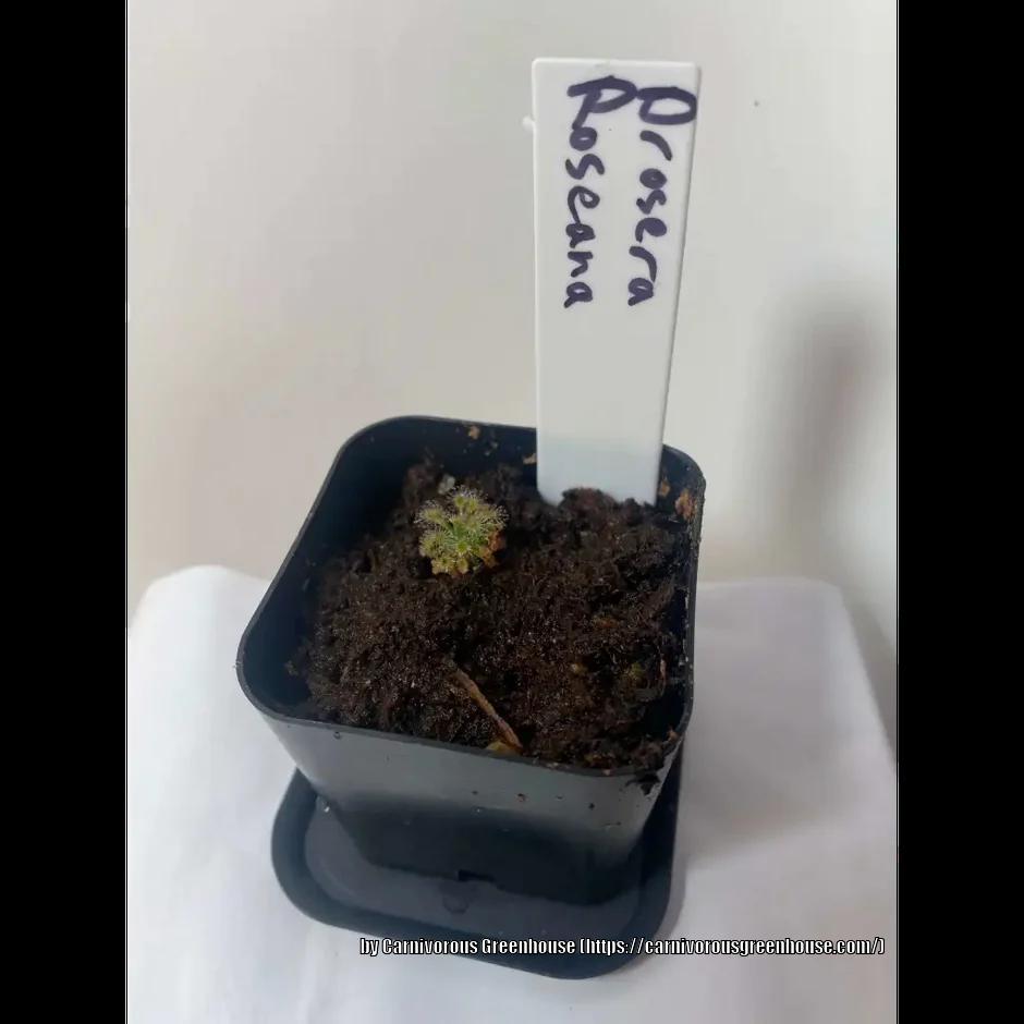 Photo of the entire plant of Sundew (Drosera paleacea subsp. roseana ...