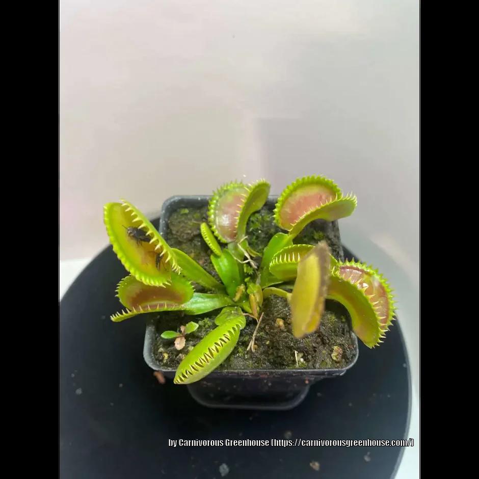 Venus Flytrap (Dionaea muscipula 'Dentate Traps') - Garden.org