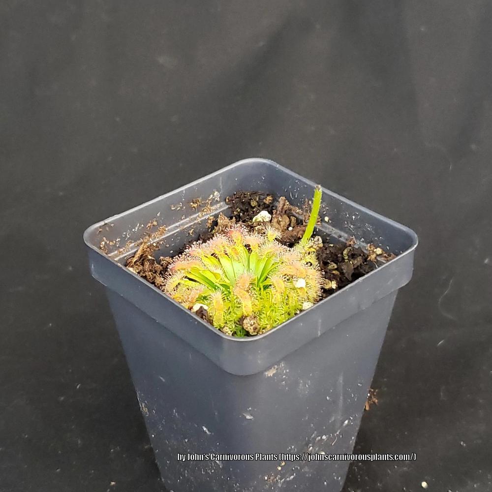 Photo of the entire plant of Sundew (Drosera fulva) posted by sedumzz ...
