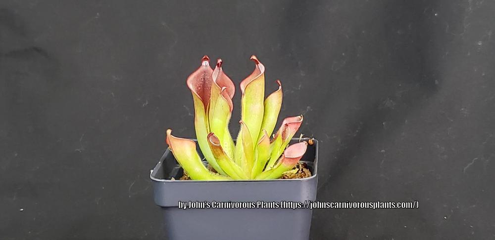 Photo of the entire plant of Sun Pitcher (Heliamphora 'Cherry Top ...