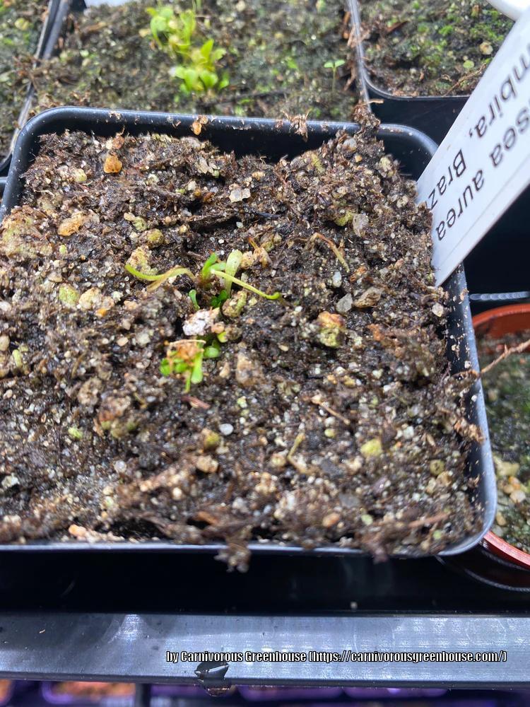 Photo of the entire plant of Corkscrew Plant (Genlisea aurea) posted by ...