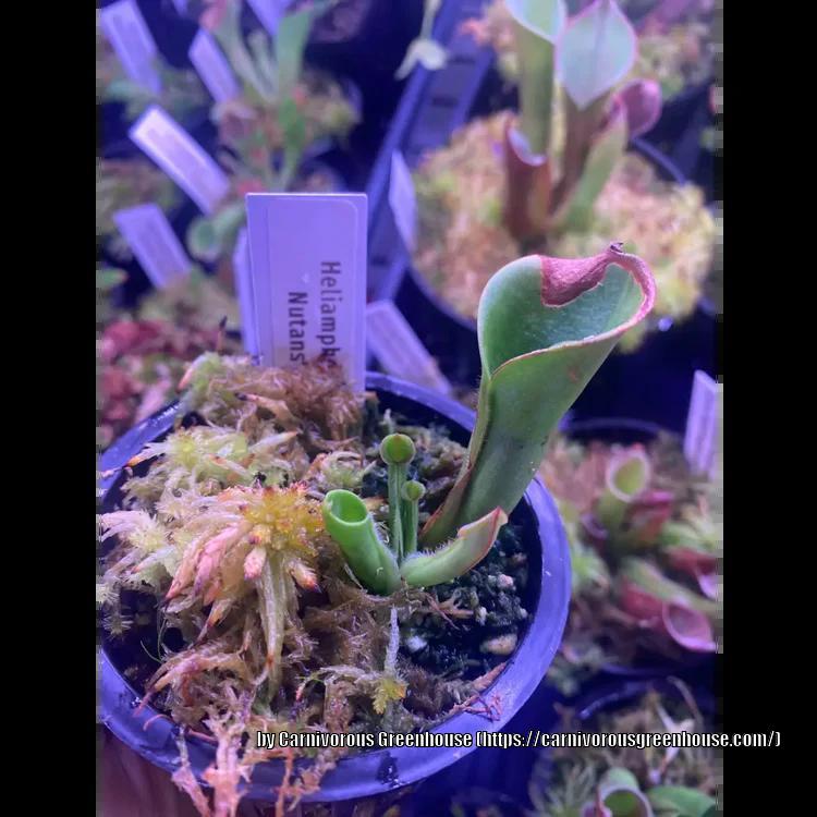 Photo of the entire plant of Sun Pitcher (Heliamphora nutans) posted by ...