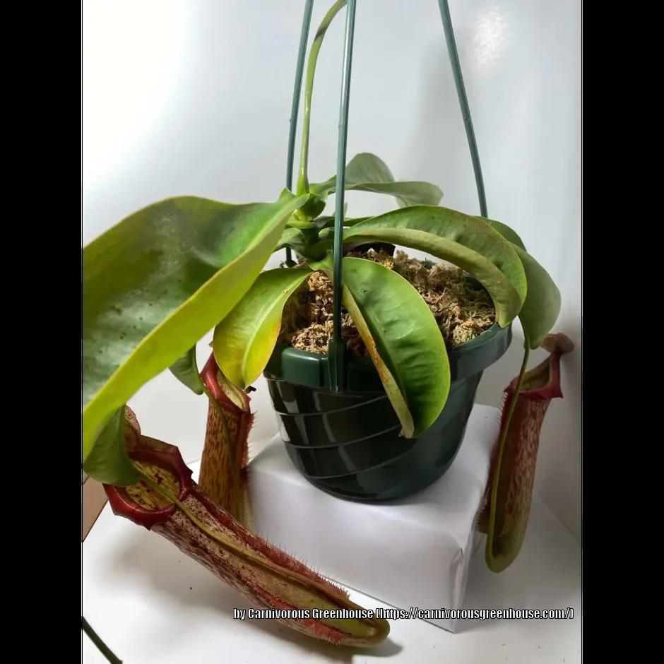 Pitcher Plant (Nepenthes 'Miranda') - Garden.org