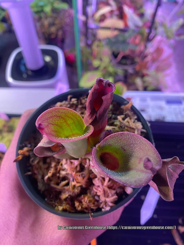 Photo of the entire plant of Sun Pitcher (Heliamphora pulchella) posted ...
