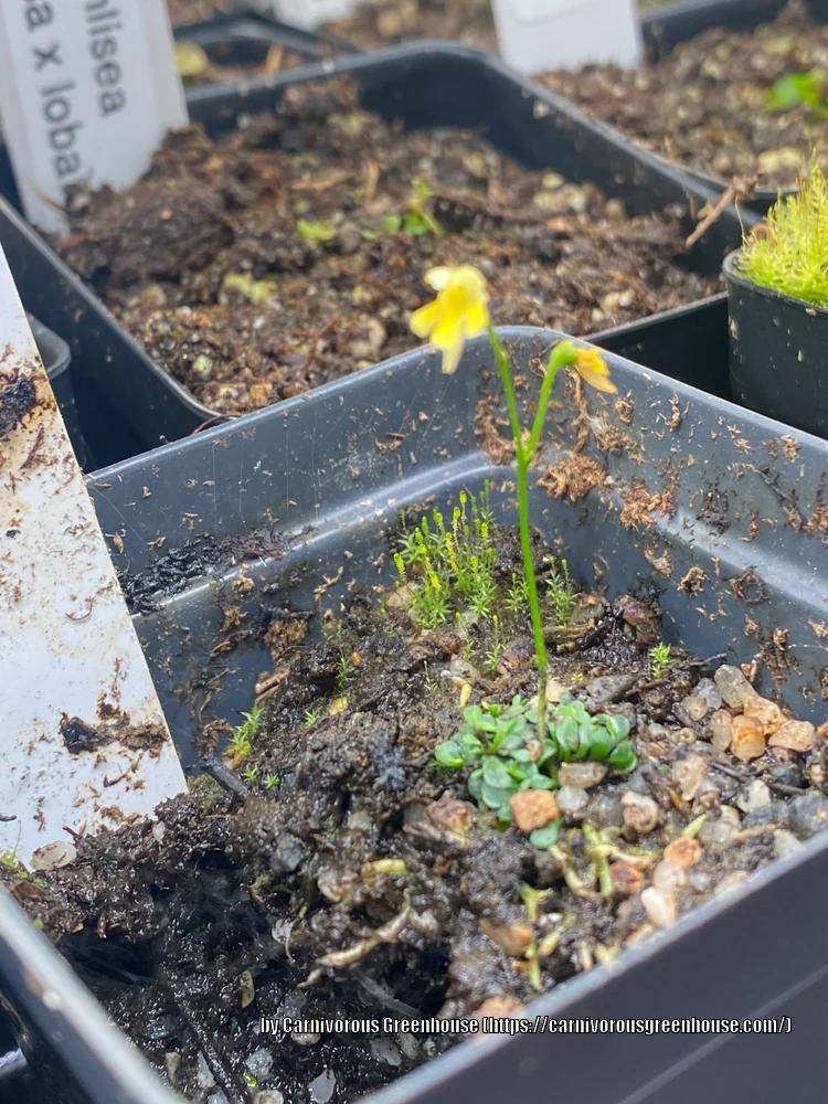 Photo of the entire plant of Corkscrew Plant (Genlisea pygmaea) posted ...