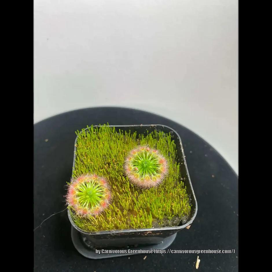 Photo of the entire plant of Sundew (Drosera nitidula) posted by ...