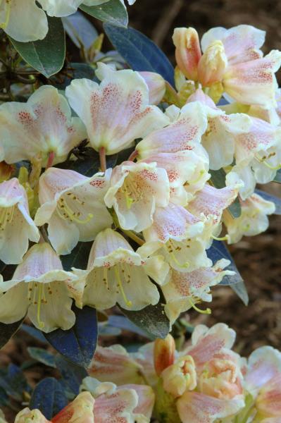 Rhododendron 'Delta Dawn' in the Rhododendrons Database - Garden.org