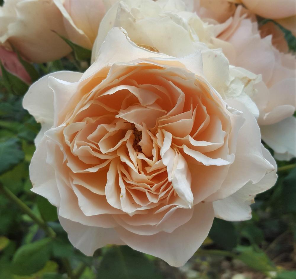 Photo of the bloom of Rose (Rosa 'Troilus') posted by LolaTasmania ...