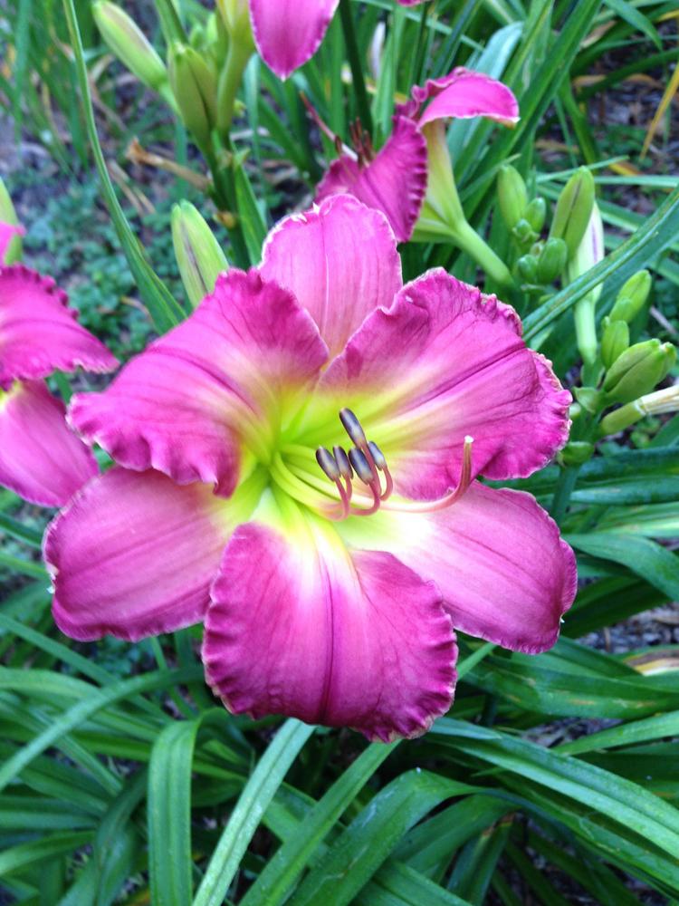Photo of the bloom of Daylily (Hemerocallis 'Waterfall Rainbow') posted ...