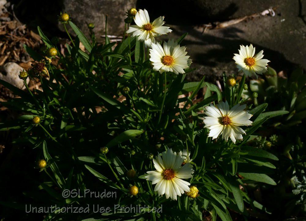 Photo of the entire plant of Tickseed (Coreopsis 'Moonlight') posted by ...