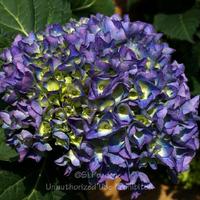 Photo of the bloom of Bigleaf Hydrangea (Hydrangea macrophylla Cityline ...