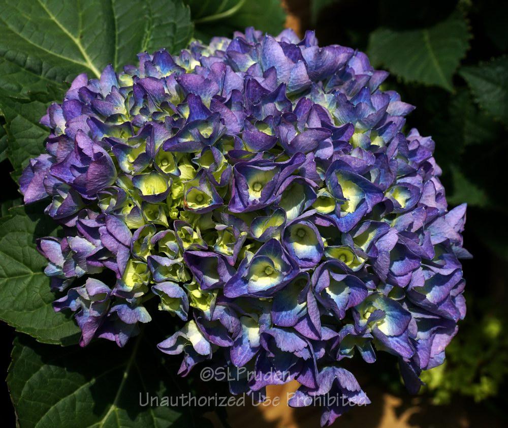 Bigleaf Hydrangea (Hydrangea macrophylla Cityline™ Rio) in the ...
