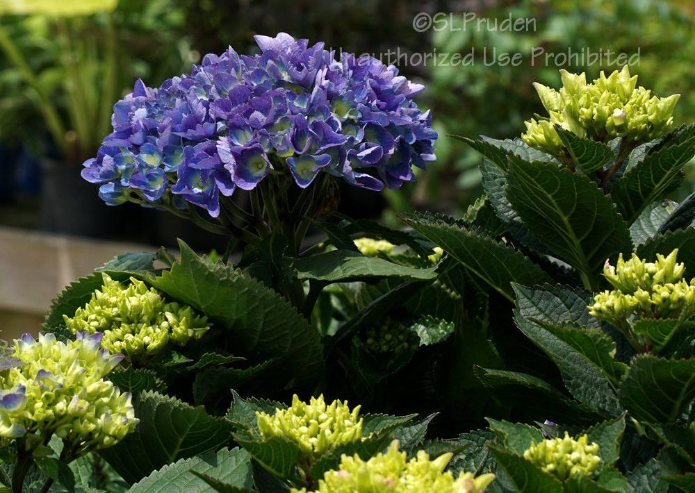 Photo of the bloom of Bigleaf Hydrangea (Hydrangea macrophylla Cityline ...