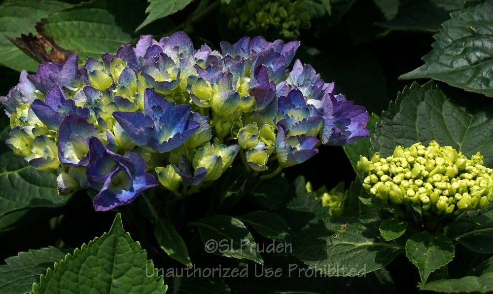 Photo of the bloom of Bigleaf Hydrangea (Hydrangea macrophylla Cityline ...