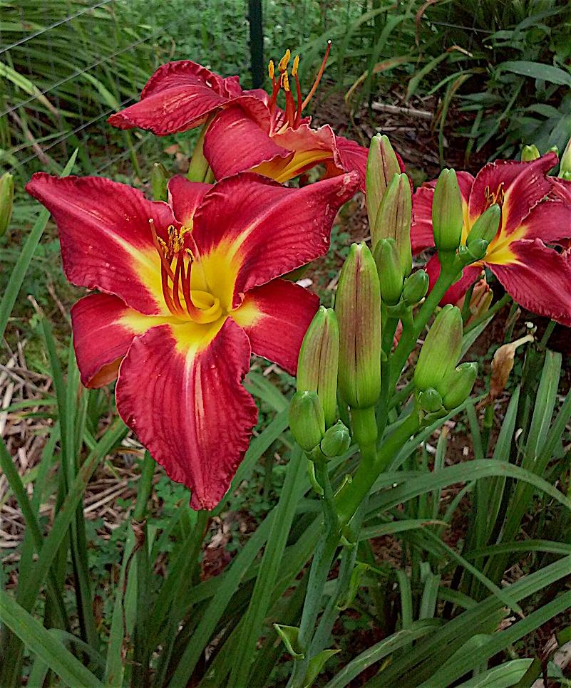 Daylily (Hemerocallis 'Elizabethan Lips') in the Daylilies Database - Garden.org