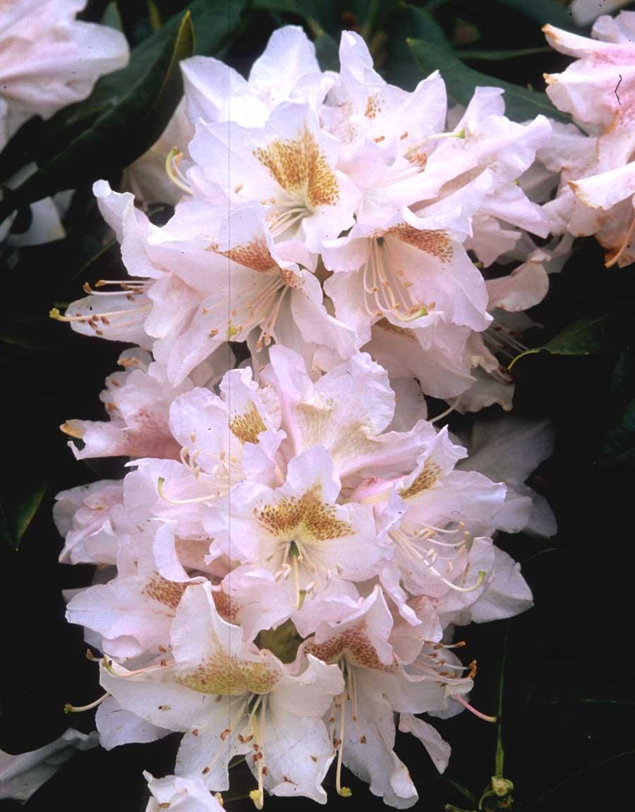 Photo of the bloom of Rhododendron 'Cunningham's White' posted by Joy ...