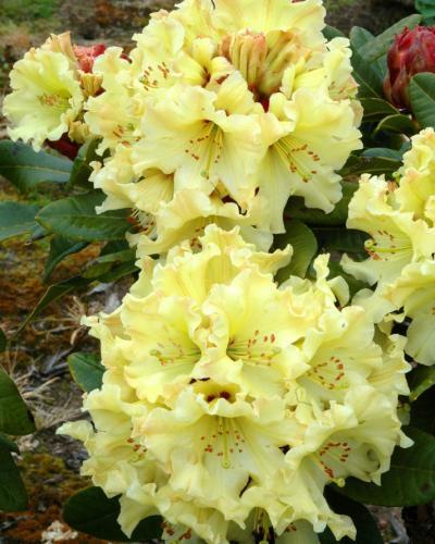 Photo of the bloom of Rhododendron 'Windsong' posted by Joy - Garden.org