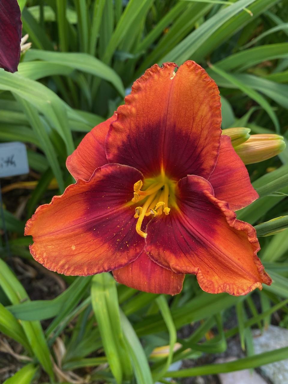 Photo of the bloom of Daylily (Hemerocallis 'Frank Smith') posted by Wissenssucher - Garden.org