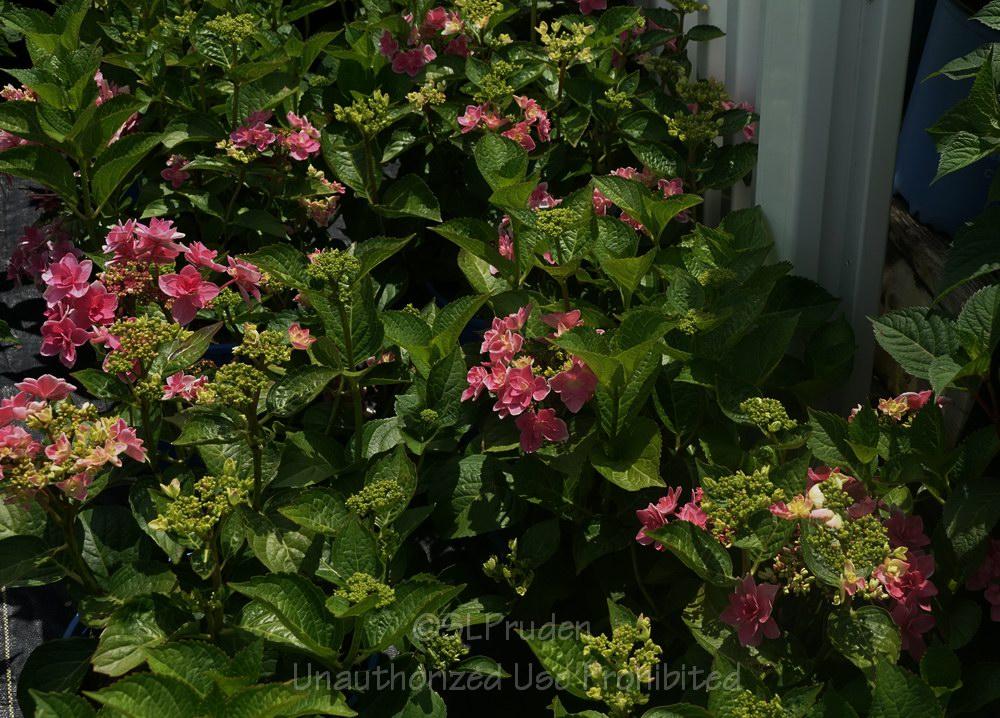 Photo of the entire plant of Hydrangea (Hydrangea macrophylla ...
