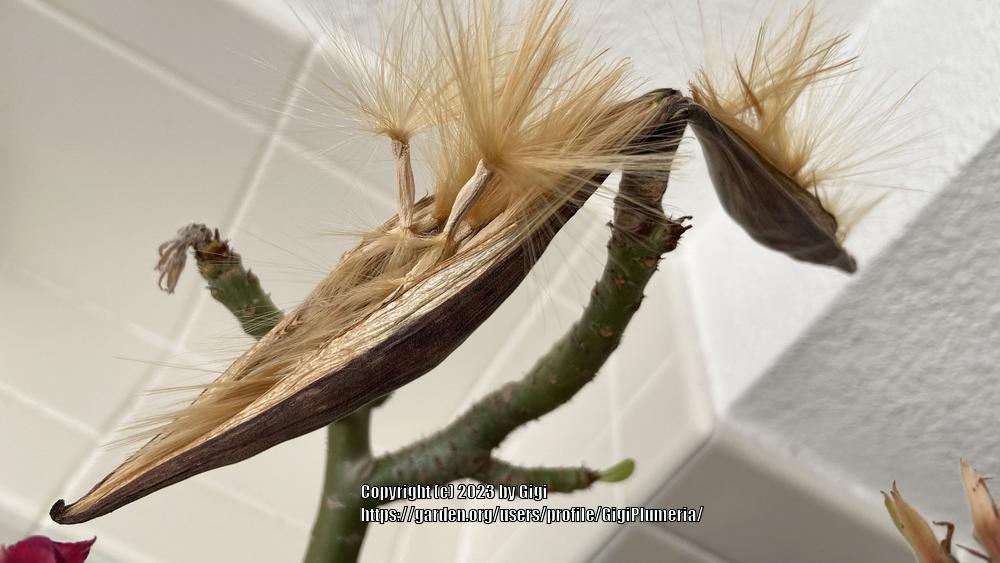 Photo of the seeds of Desert Rose (Adenium obesum 'Tavee Sap') posted ...