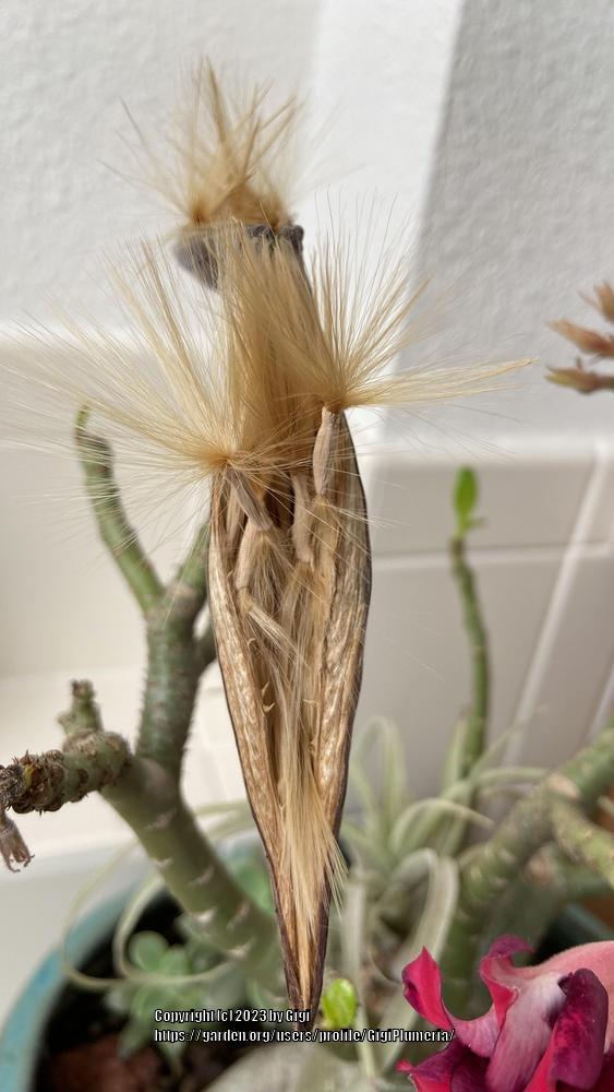 Photo of the seeds of Desert Rose (Adenium obesum 'Tavee Sap') posted ...