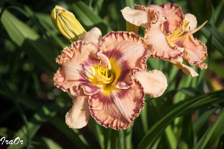 Daylily (Hemerocallis 'Sink Into Your Eyes') in the Daylilies Database - Garden.org